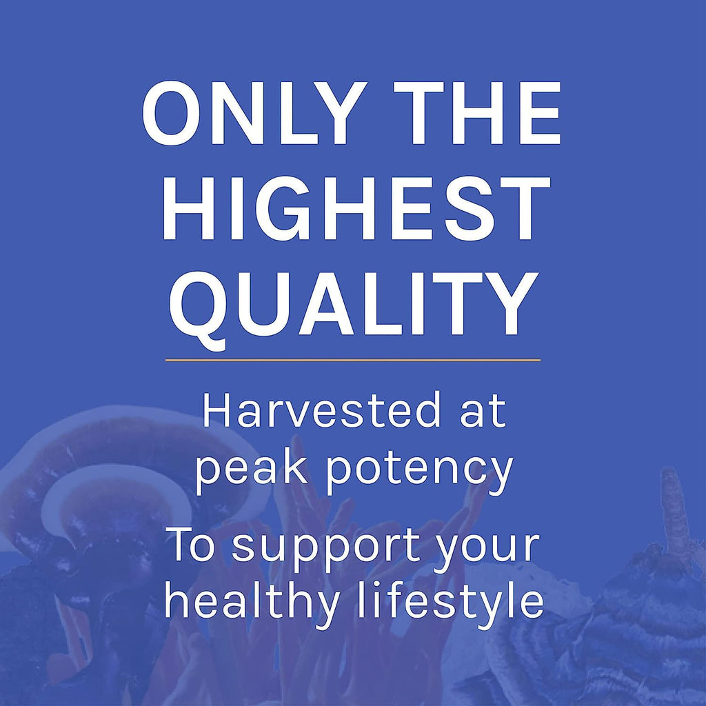 mushroom powder for energy and focus