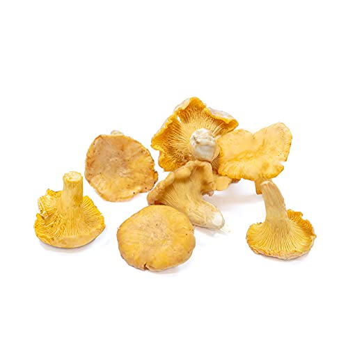 mushroom powder for healthy meals