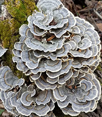 mushroom powder for overall health