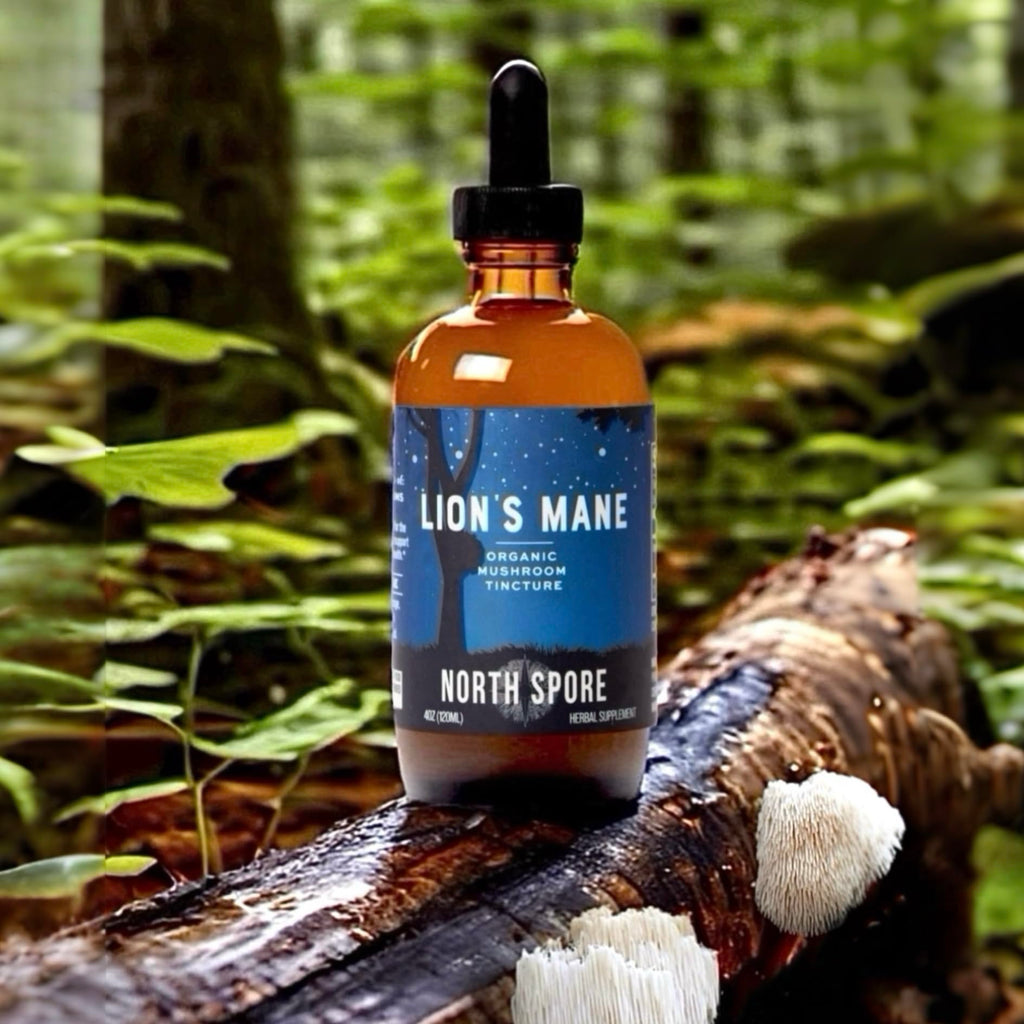 Mushroom supplement for daily wellness