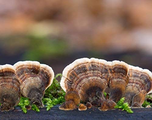 mushroom supplement for enhanced wellness