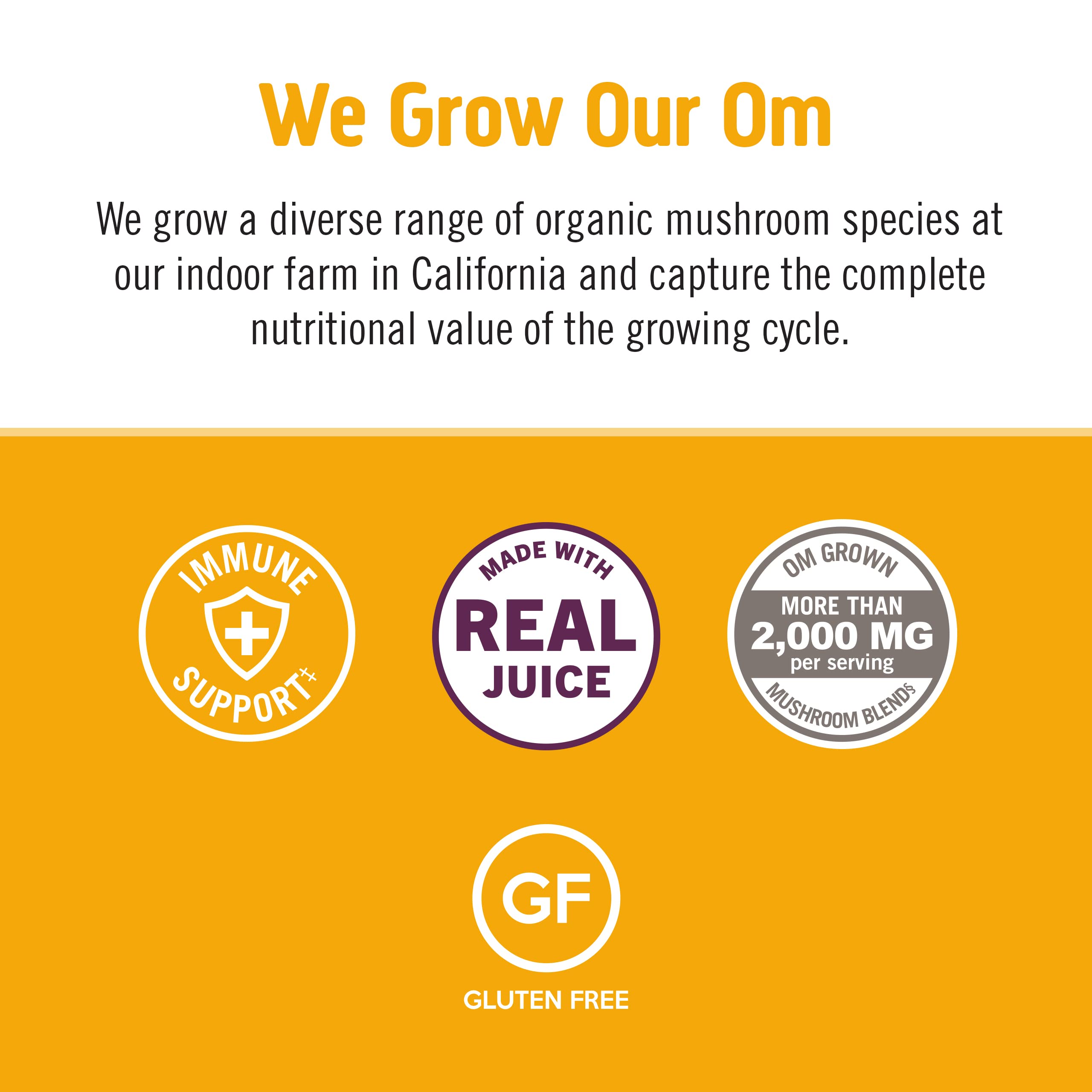 Mushroom supplement for everyday wellness