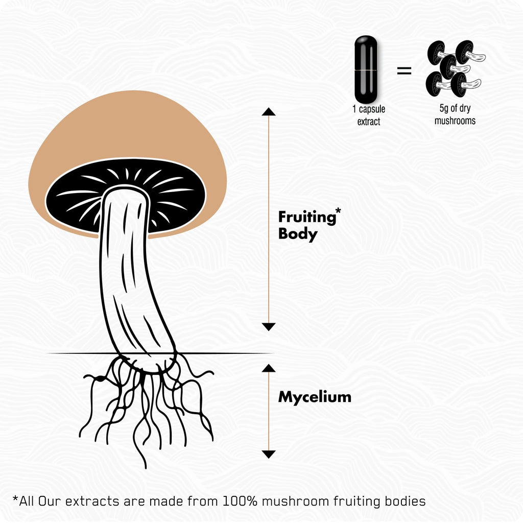 Mushroom supplement for immune health