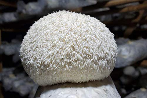 mushroom supplement for overall vitality