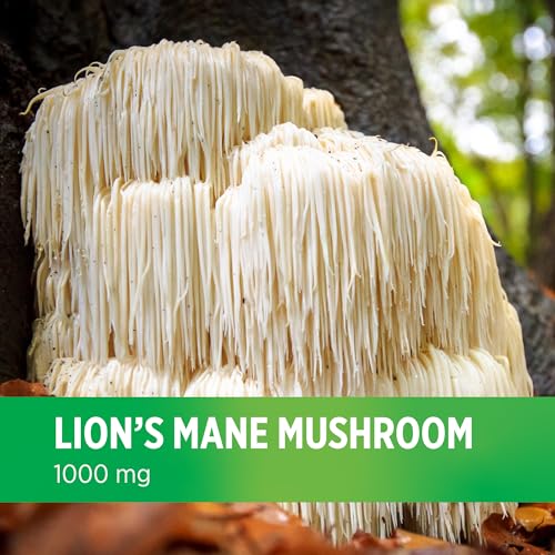 mushroom supplement for overall wellness