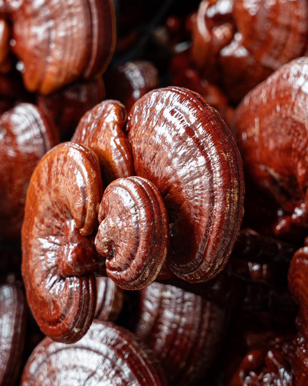mushroom supplements for a balanced lifestyle