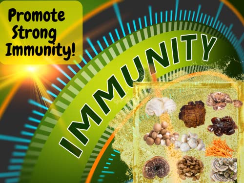 Mushroom supplements for busy lifestyles