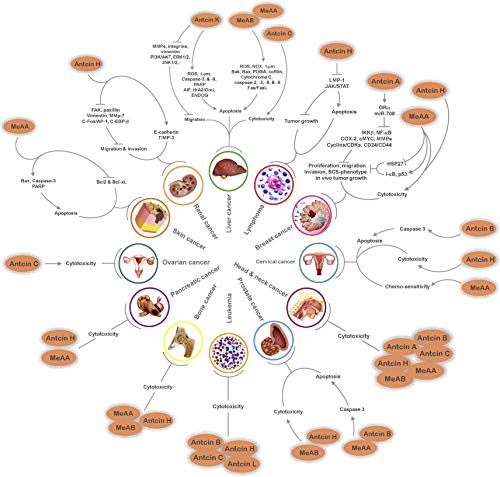 mushroom supplements for overall health