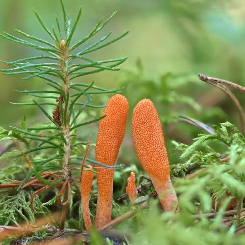 Mushroom tincture for everyday vitality