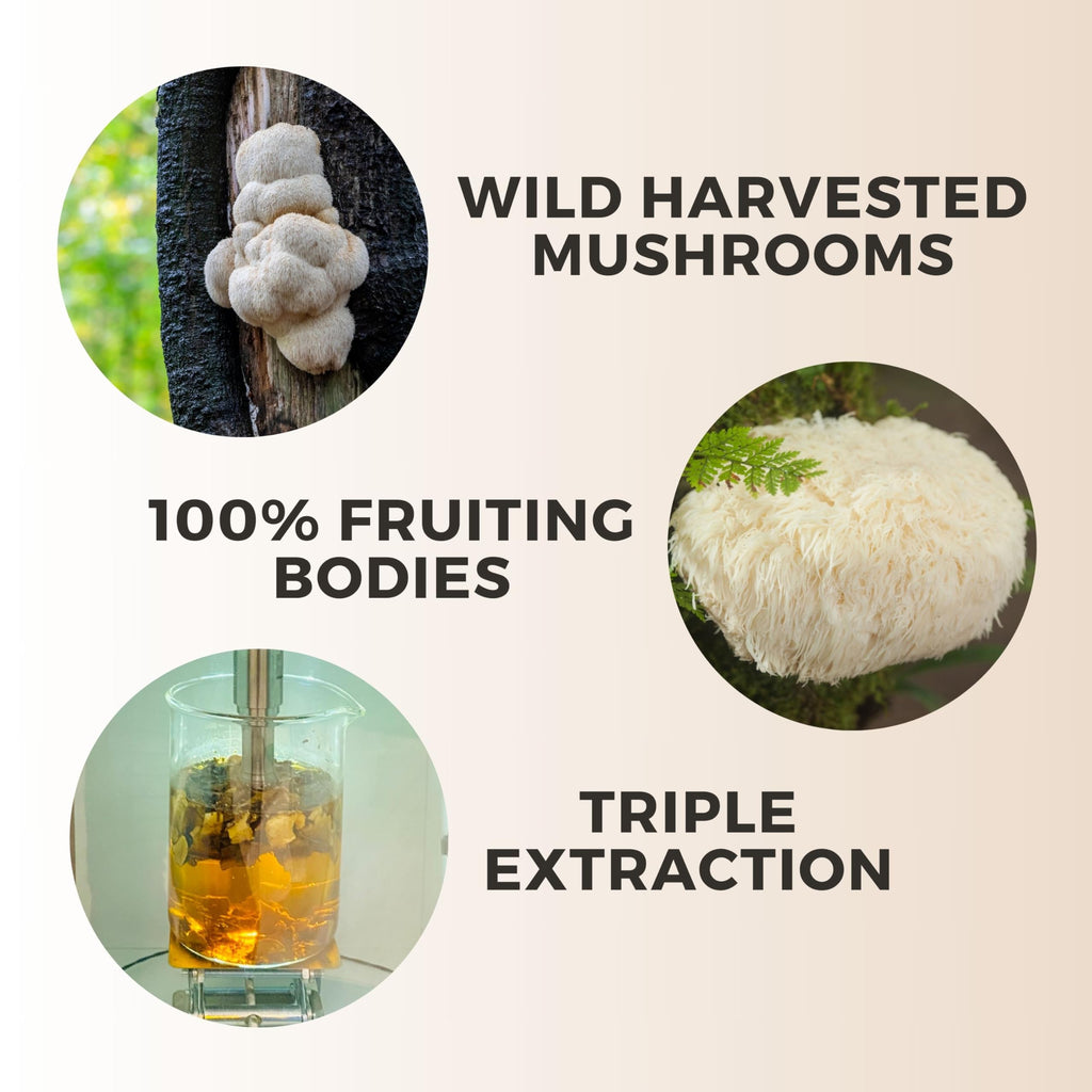 Mushroom tincture for overall health