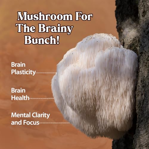 mushroom tincture for stress relief