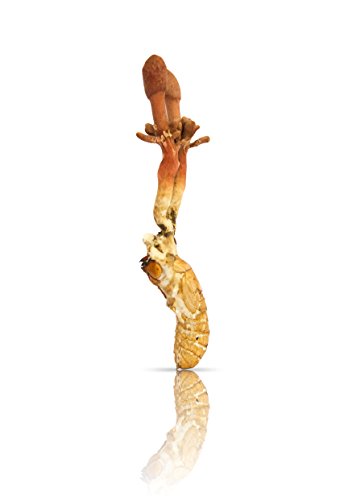mushrooms for athletes and fitness