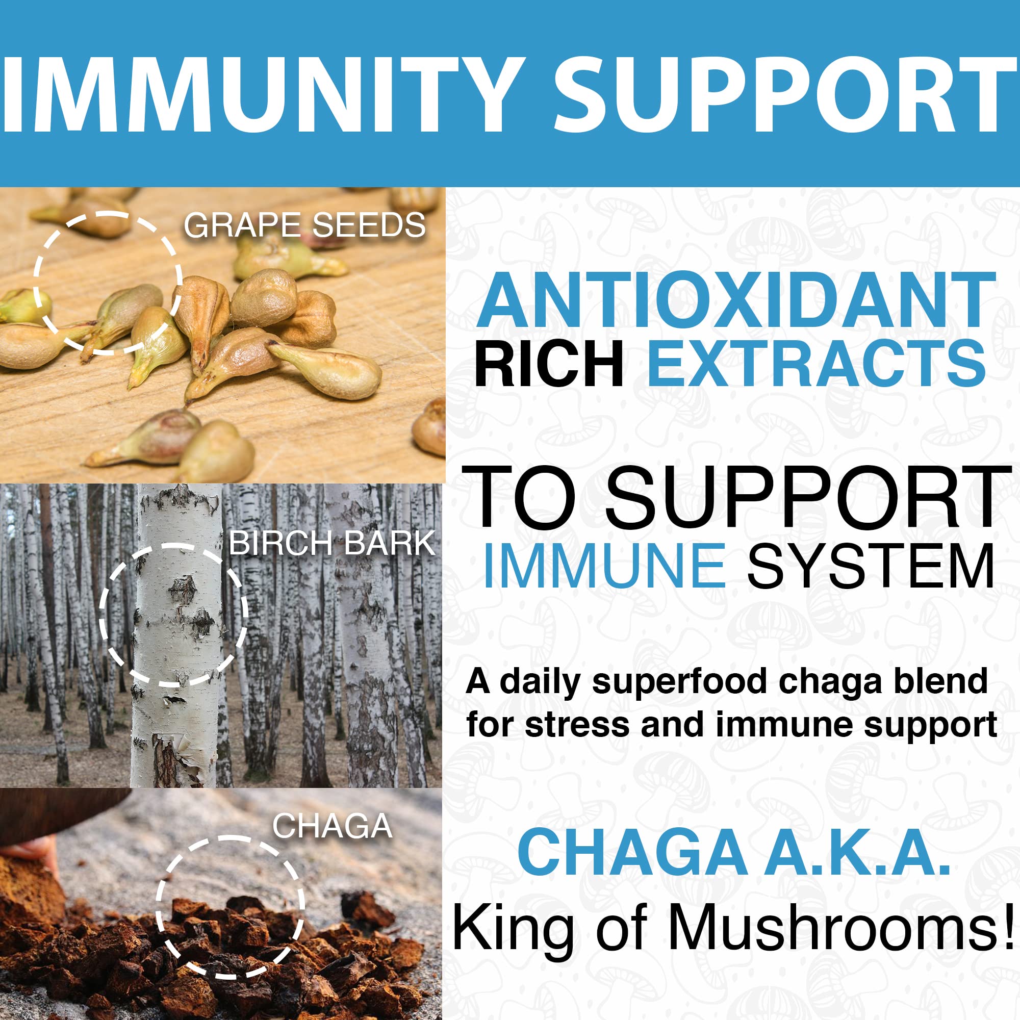 mushrooms for energy and focus