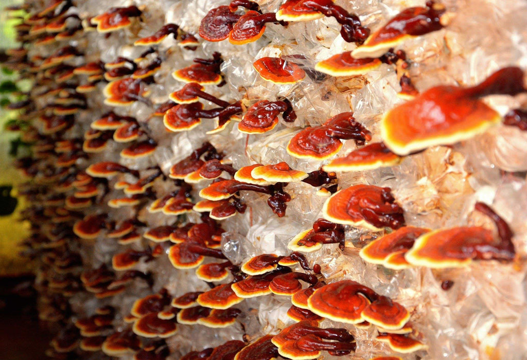 mushrooms for enhanced vitality