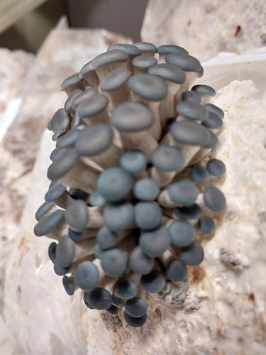 mushrooms for health and wellness