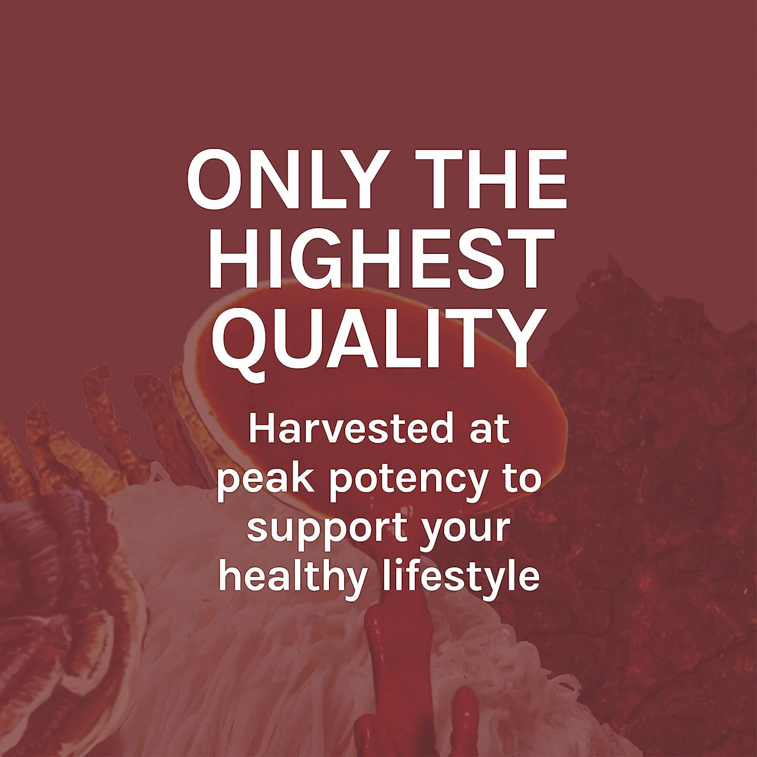 Mushrooms for holistic health benefits