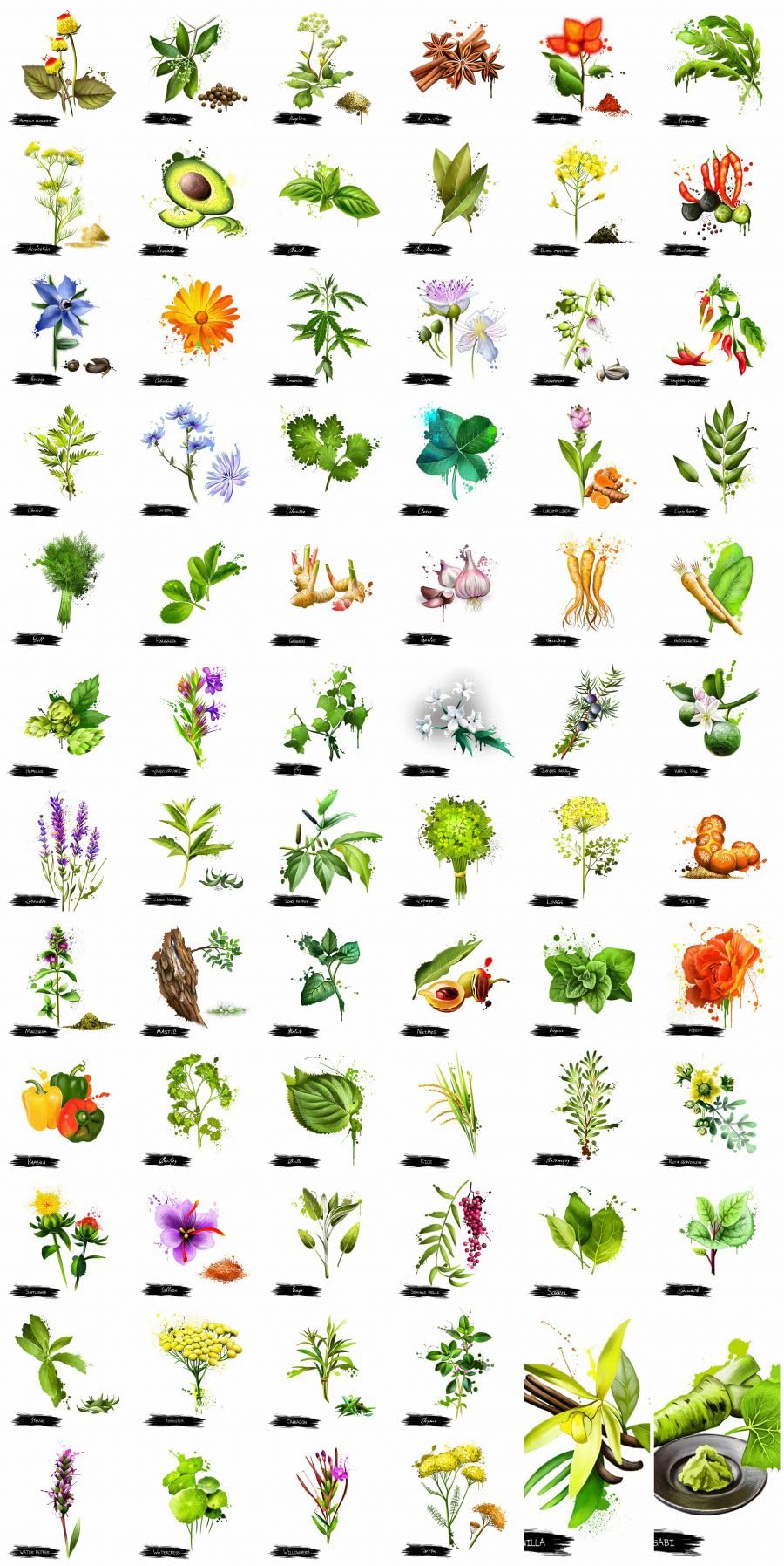 mushrooms for holistic health