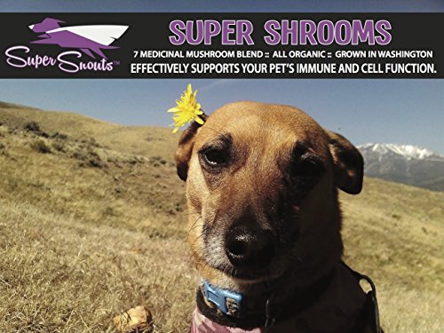 mushrooms for holistic wellness support