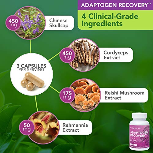 mushrooms for overall wellness