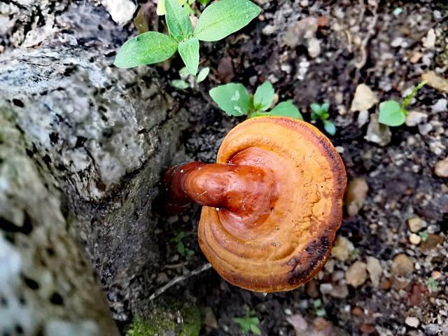 mushrooms for overall wellness