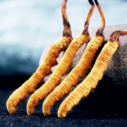 mushrooms for stress relief