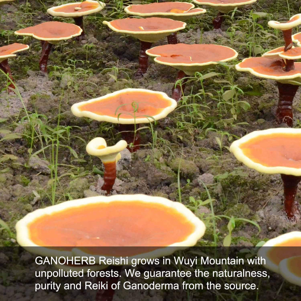 mushrooms for stress relief