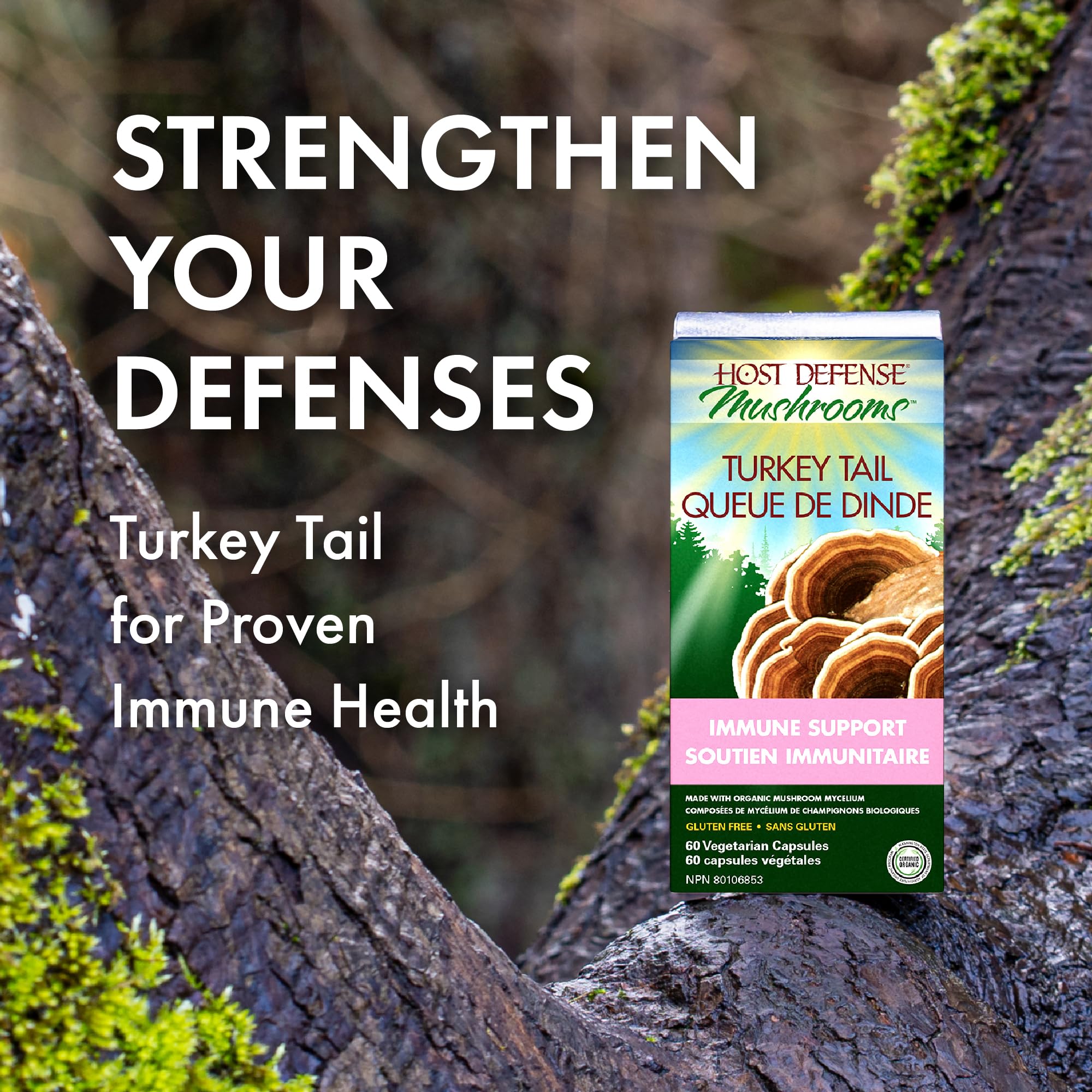 Mushrooms packed with essential nutrients