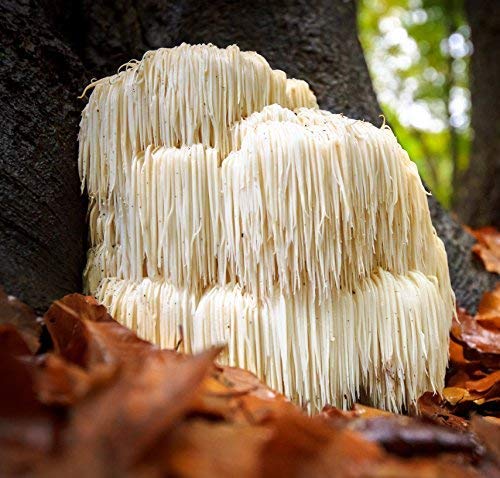 mushrooms supplement for everyday wellness