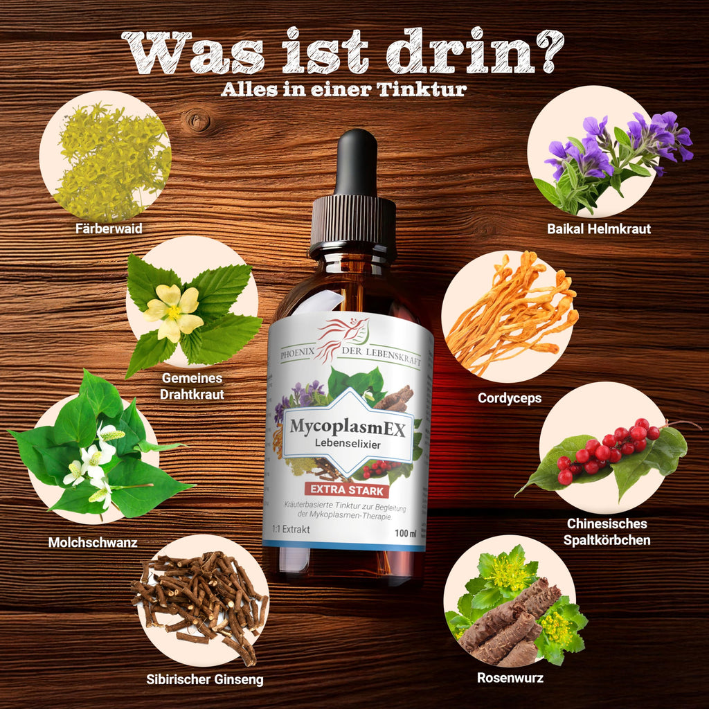 MycoplasmEx elixir for immune support
