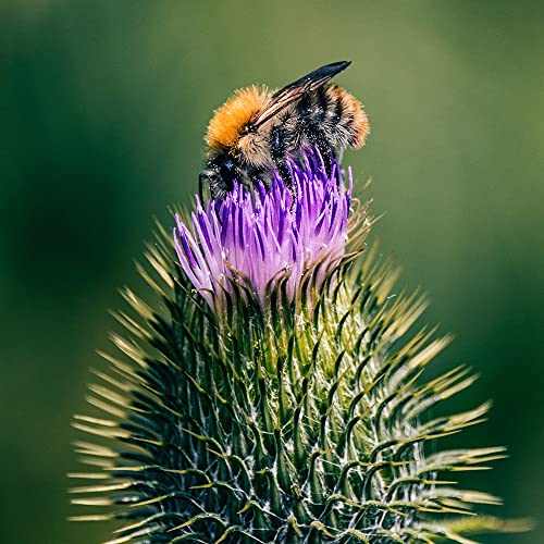 nac supplement with milk thistle