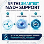NAD+ supplement for cellular health