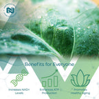 NADH multivitamin for cognitive support