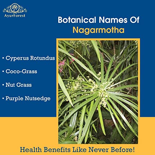 nagarmotha powder for everyday vitality