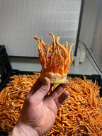 natural adaptogen cordyceps benefits