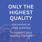 natural adaptogen mushroom powder