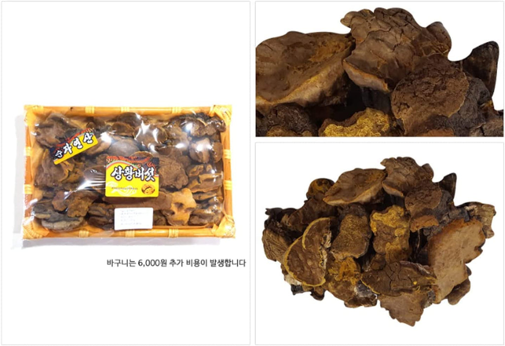 Natural adaptogen Phellinus Linteus mushrooms