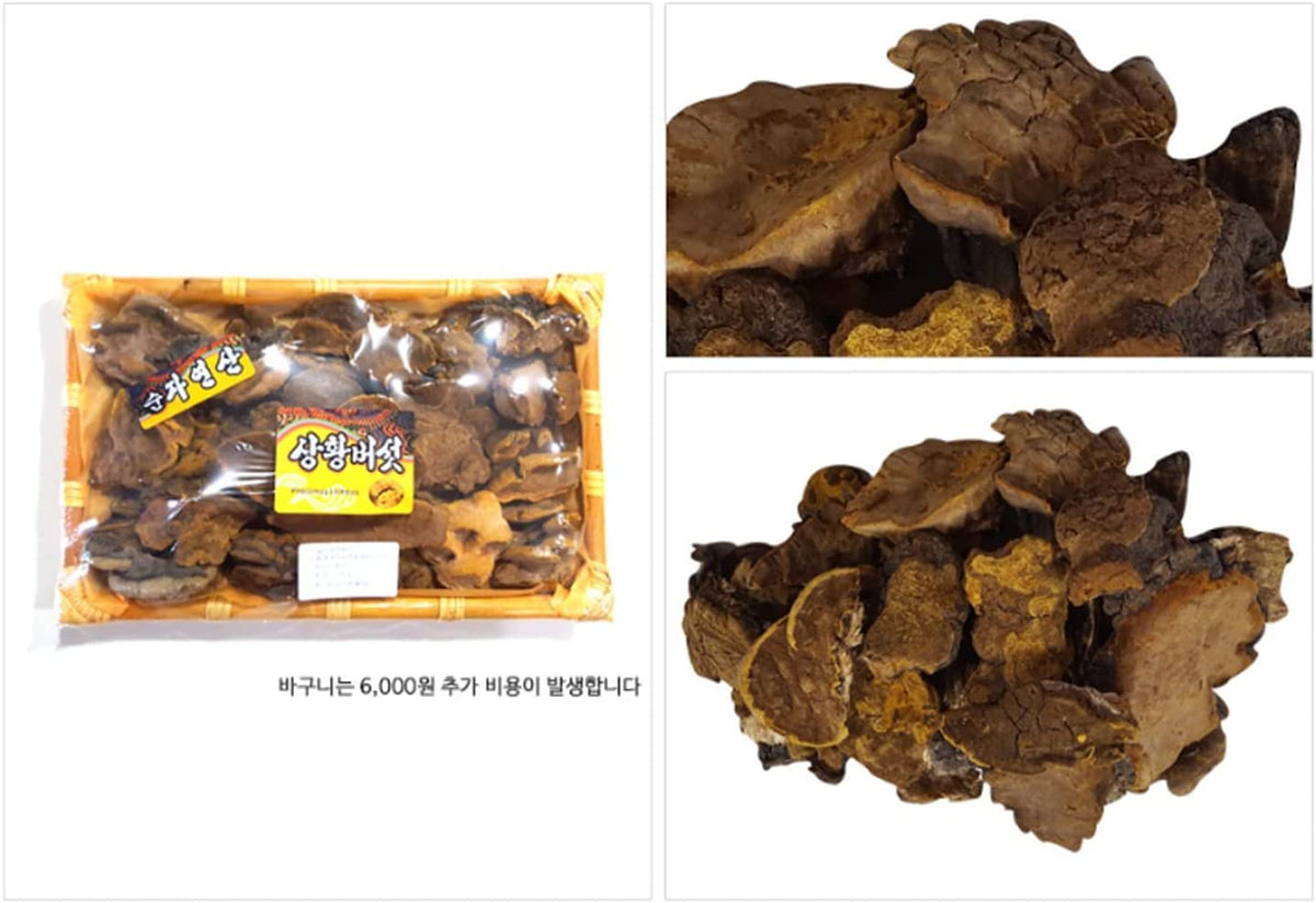 Natural adaptogen Phellinus Linteus mushrooms