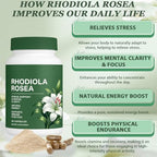 Natural adaptogen Rhodiola Rosea supplement