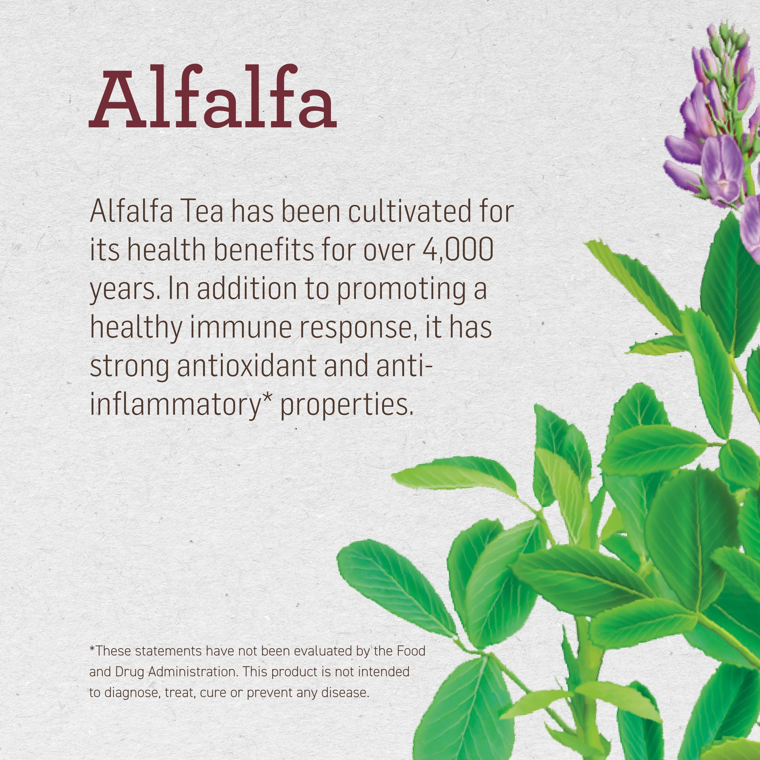 natural alfalfa tea for wellness