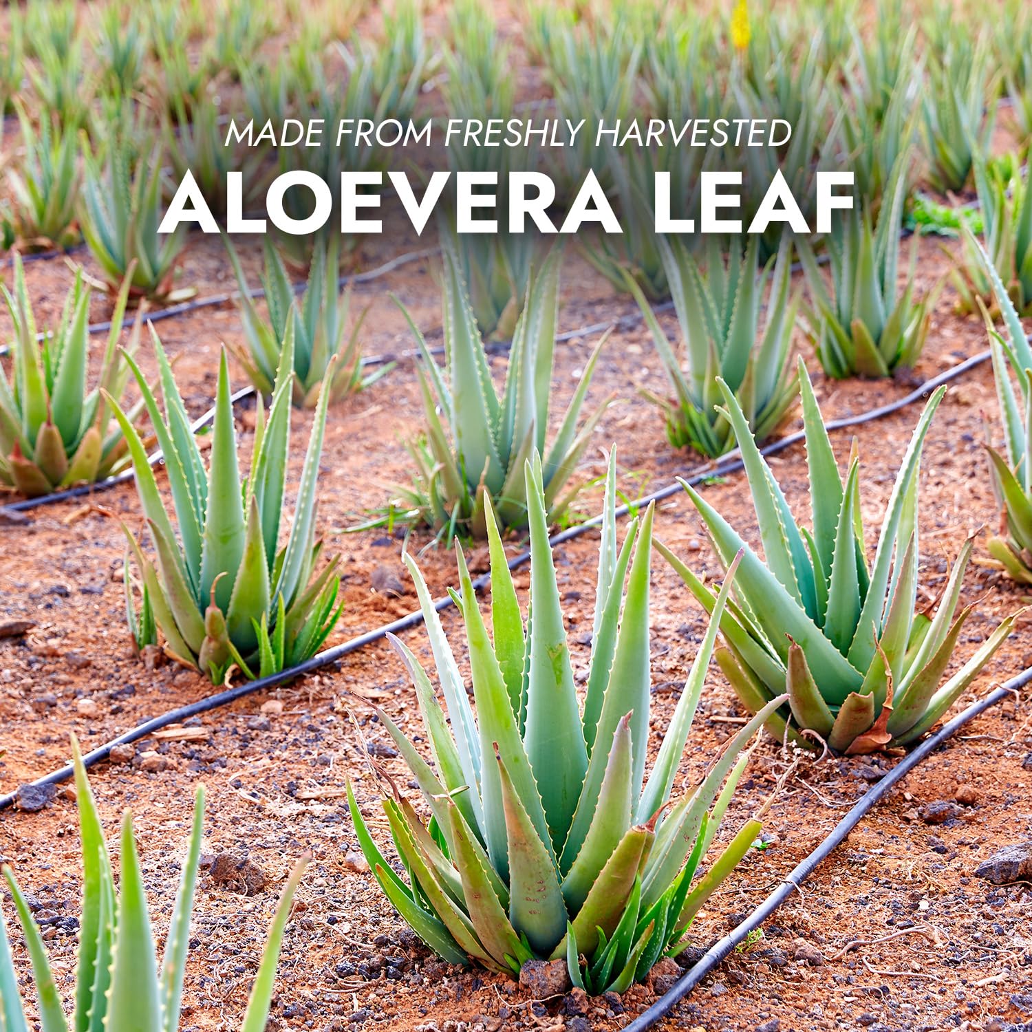 natural aloe vera drink for detox