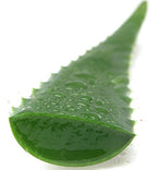 natural aloe vera plant benefits