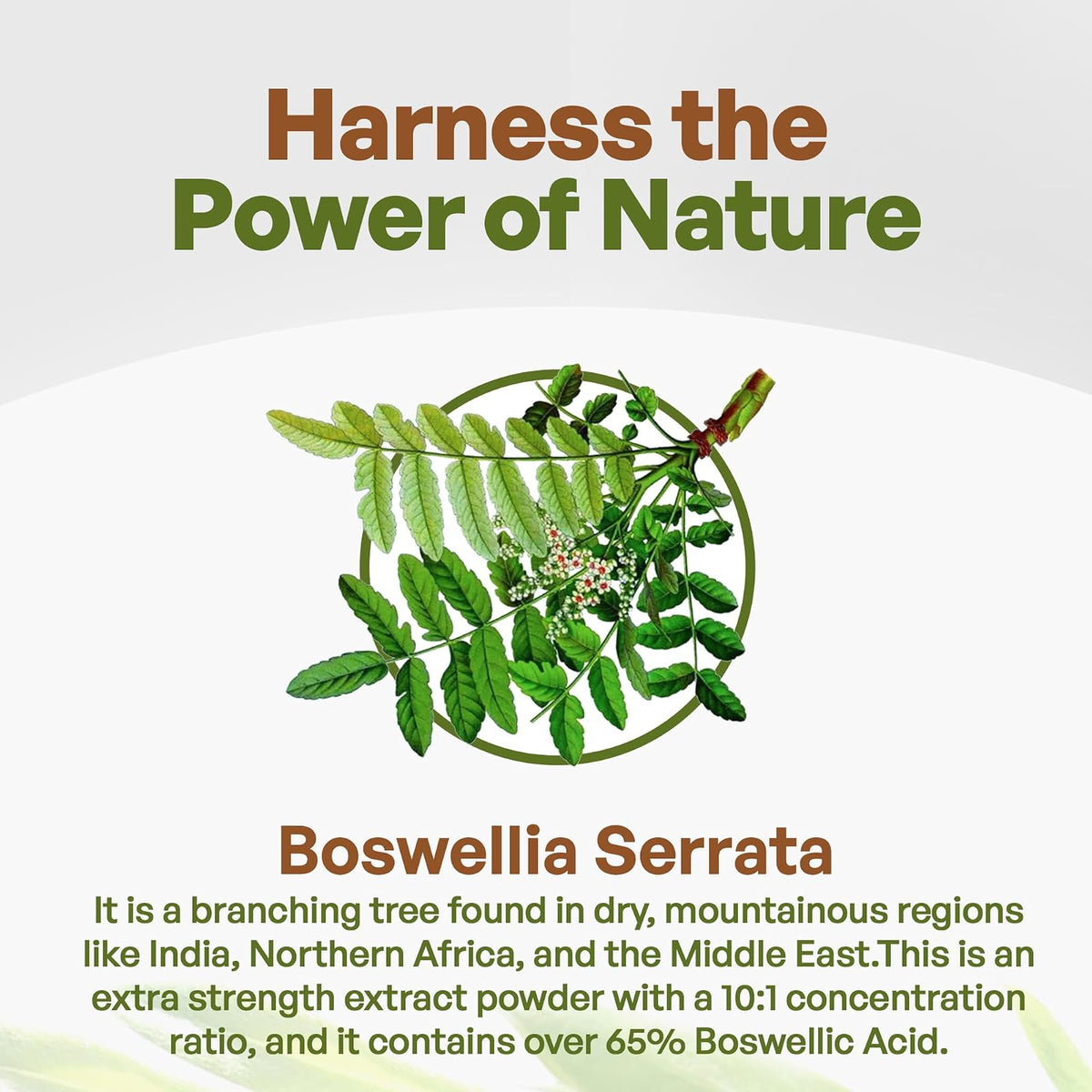 Natural anti-inflammatory Boswellia supplement