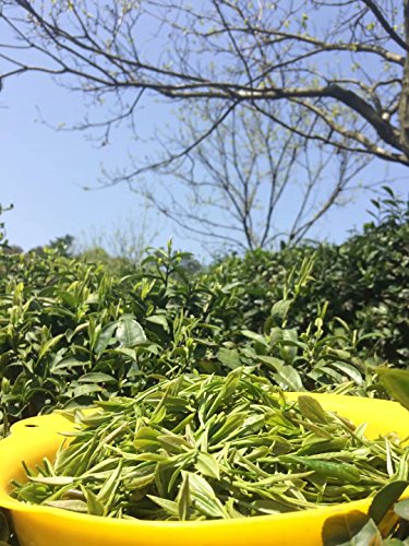 natural antioxidants in green tea