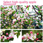 Natural apple flower tea benefits
