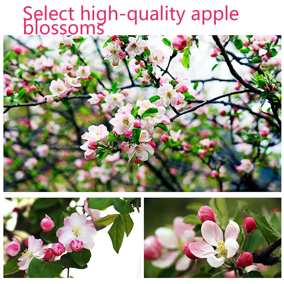 Natural apple flower tea benefits