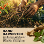 natural ashwagandha tea for better sleep