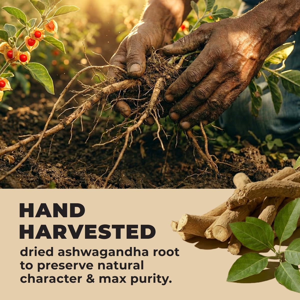 natural ashwagandha tea for better sleep