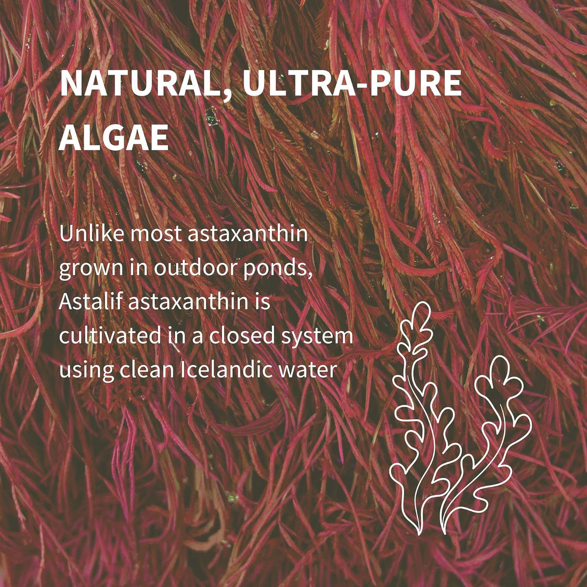 natural Astaxanthin for skin health