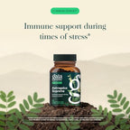 natural astragalus supplement for wellness