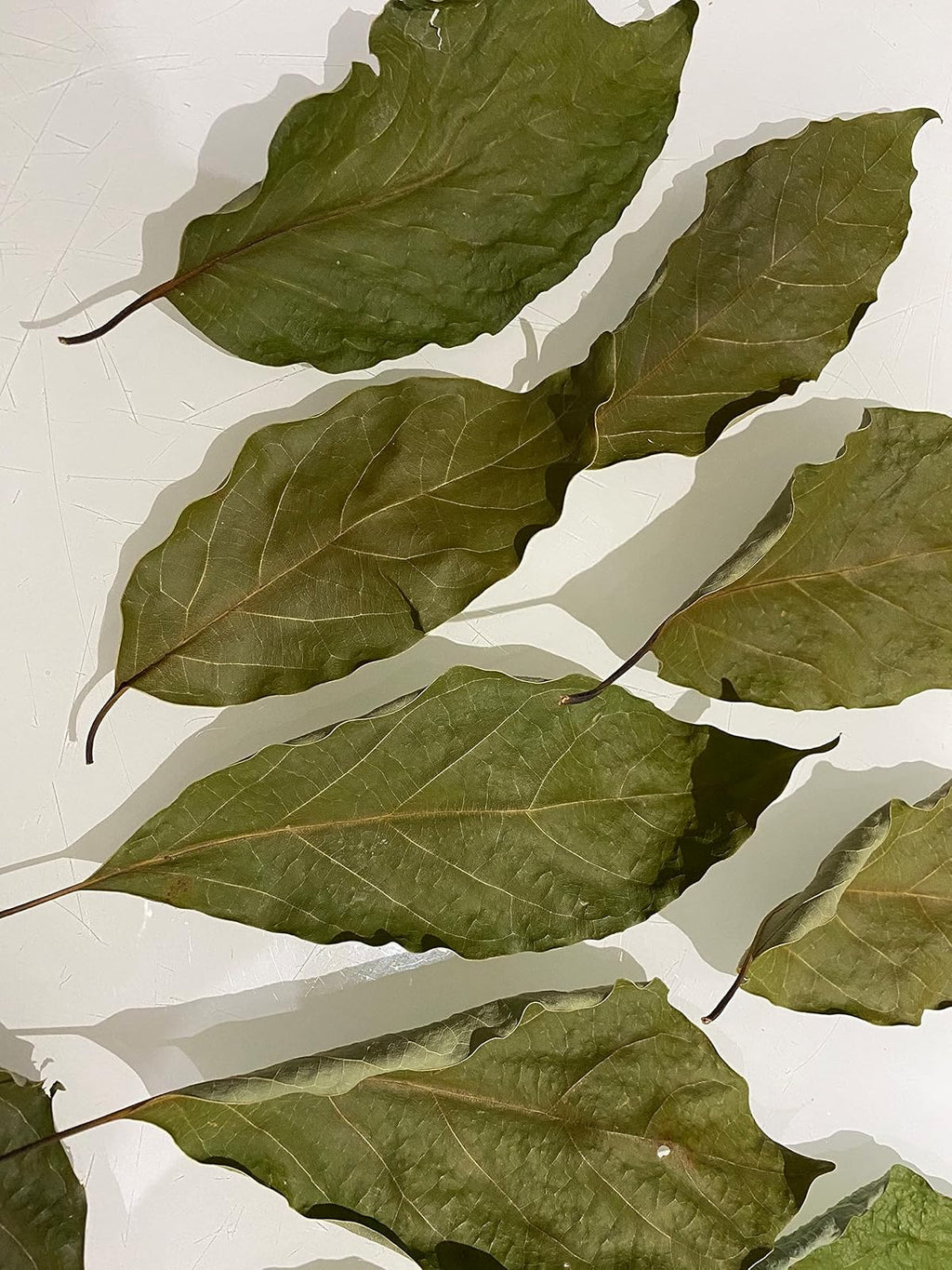 natural avocado leaf infusion